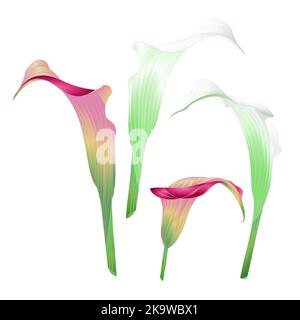 Calla lily white flower herbaceous perennial ornamental plants vintage ...