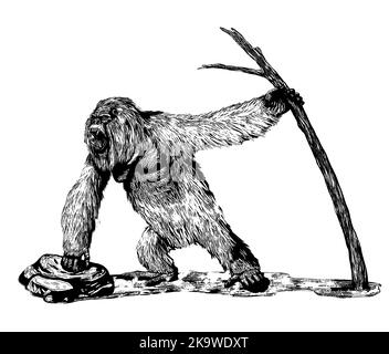 Prehistoric primates gigantopithecus, dinopithecus and australopithecus ...