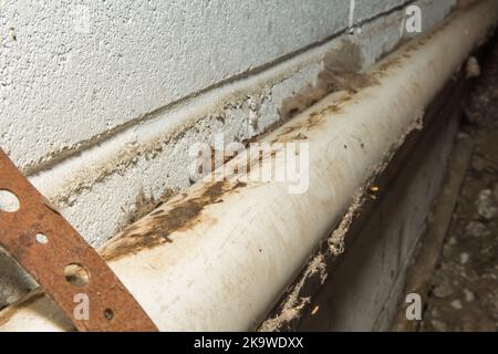 Rodent Rub Marks in a Basement Stock Photo - Alamy