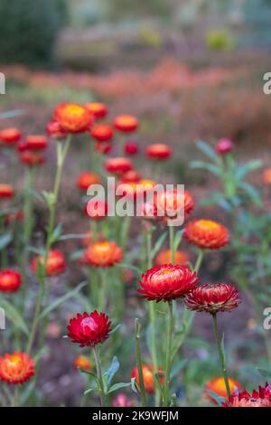 Brightly coloured Xerochrysum Bracteatum everlasting flowers, also ...