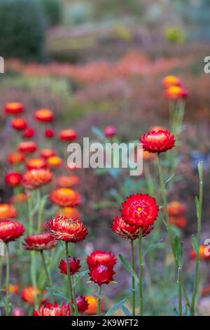 Brightly coloured Xerochrysum Bracteatum everlasting flowers, also ...