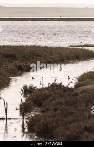 Salt-marsh at Leigh on Sea, Essex (high contrast black and white Stock ...