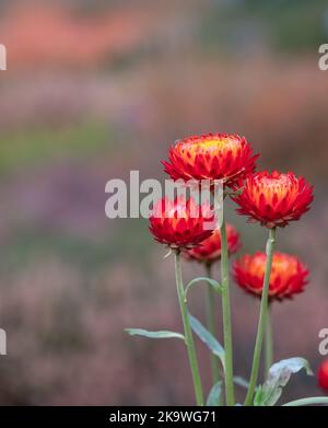 Brightly coloured Xerochrysum Bracteatum everlasting flowers, also ...