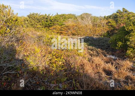 Beach Heather Dwarf Shrubland; Hudsonia tomentosa forms a continuous ...