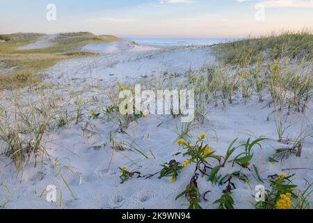 Primary dunes are formed when wind and water driven sand is trapped by ...