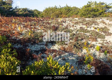 Beach Heather Dwarf Shrubland; Hudsonia tomentosa forms a continuous ...