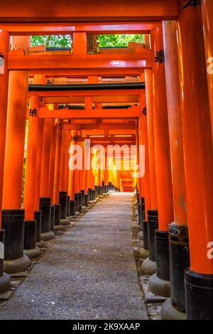 Thousands of vermillion torii gates of Fushimi Inari Taisha Stock Photo ...
