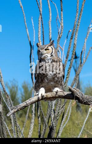 Perched Raptor at Arizona-Sonora Desert Museum in Tucson, Arizona Stock ...