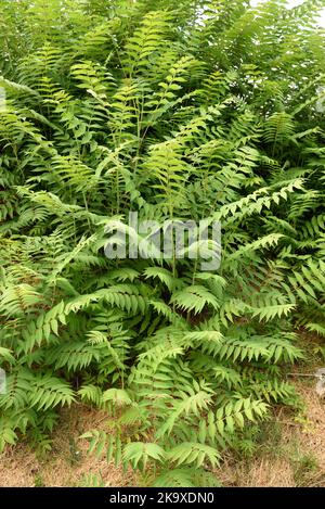 Ailanthus altissima, also known as the tree of heaven, is a fast ...