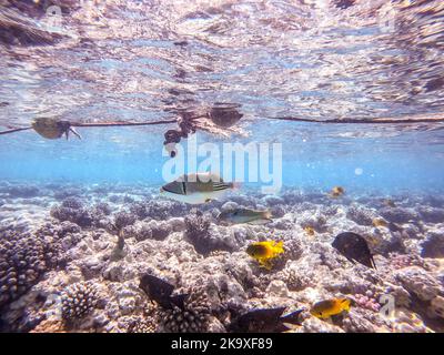 Colorful tropical Rhinecanthus assasi fish or Picasso trigger fish ...