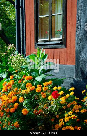 Marigold flowers in front of home garden, stock photo Stock Photo - Alamy