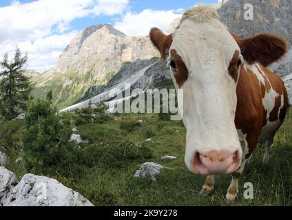 cow photographed with fisheye lens very close Stock Photo - Alamy