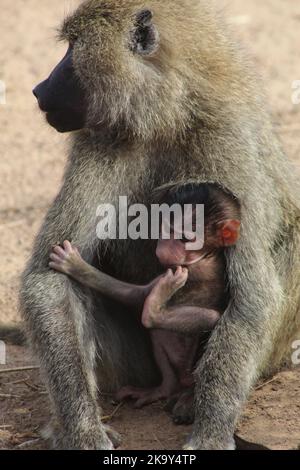 Mother and baby yellow baboon (Papio cynocephalus), South Luangwa ...