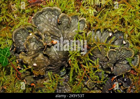 Peltigera membranacea (dog lichen) is a lichenized fungus in the family ...
