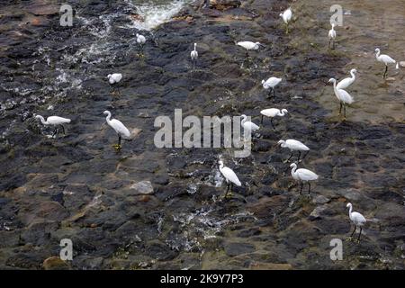 Water released from Kallanai (also known as the Grand Anicut). Kallanai ...