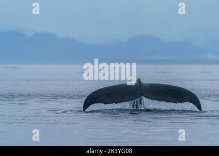 Humpback whale lifting its fluke to go for a deeper dive, Queen ...