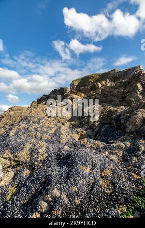 An abundance of mussels on rocks, at Perranporth beach in Cornwall ...