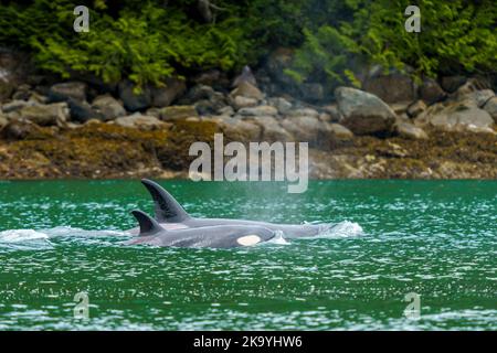 Biggs killer whales (orcas) close to the Knight Inlet shoreline, Knight ...