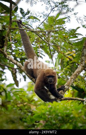Woolly (chorongo) monkey in the Amazonia of Ecuador Stock Photo - Alamy