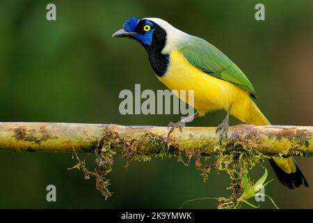 Inca jay (Cyanocorax yncas or querrequerre) bird of New World jays ...