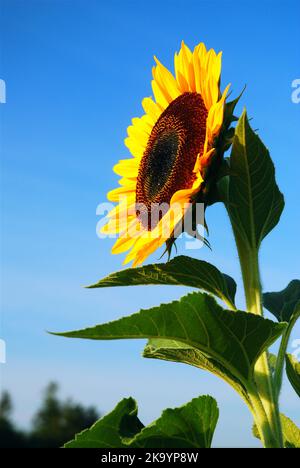 Single tall sunflower plant in garden Stock Photo - Alamy