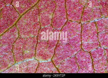 beautiful autumn leaf patterns under the microscope Stock Photo - Alamy