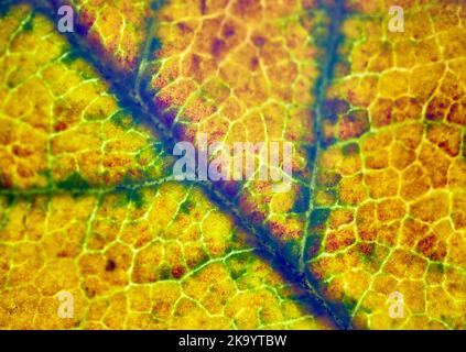 beautiful autumn leaf patterns under the microscope Stock Photo - Alamy