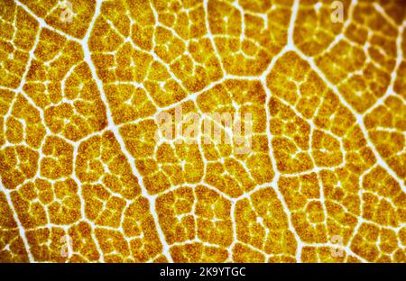 beautiful autumn leaf patterns under the microscope Stock Photo - Alamy