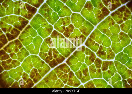 beautiful autumn leaf patterns under the microscope Stock Photo - Alamy