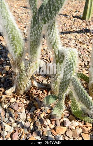 Wooly Jacket Prickly Pear Cactus and Penstemon at the Arizona Sonoran ...