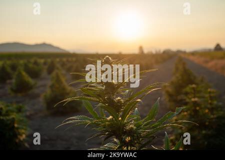CBD hemp growing on plantation field, industrial hemp crop on the ...