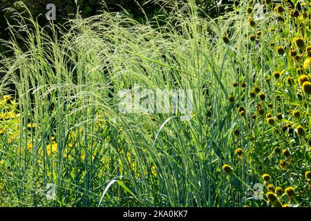 Panicum amarum 'Dewey Blue' Panicum Switchgrass smooth, blue-tinted ...