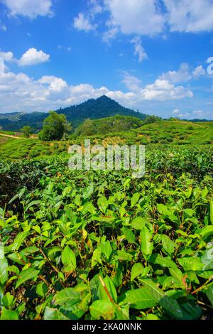 View of tea plantation at Kundasang, Sabah Stock Photo - Alamy