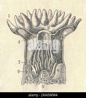 Mouth anatomy, 19th century artwork. Across top are two frontal views ...