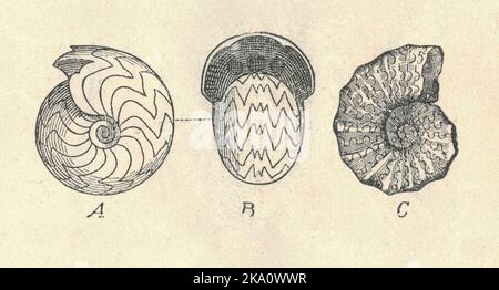 Ammonites, subclass of extinct cephalopod molluscs Stock Photo - Alamy