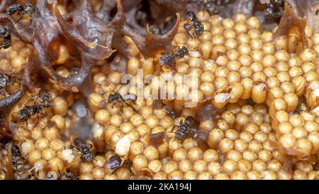 Inside the hive of stingless bee. The eggs of Trigona aitama surrounded ...
