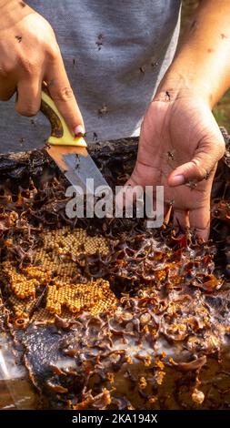 The process of separating the colony of stingless bee (Trigona s.p ...