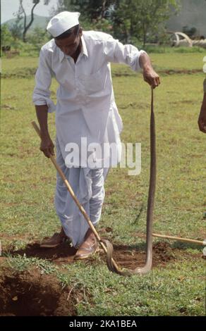 Nag Panchami Festival At Battis Shirala Village:- Shirala Village is in ...