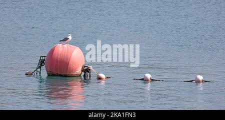 Seagull on a large red buoy, selective focus Stock Photo - Alamy