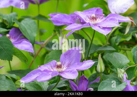 Clematis 'Elsa Spath', Clematis 'Blue Boy'. Early, large, single, mauve ...