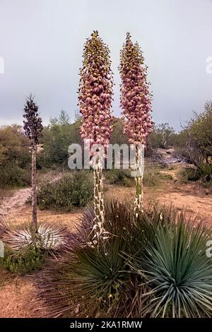Blooming Chaparral Yucca; Hesperoyucca whipplei; Joshua Tree National ...