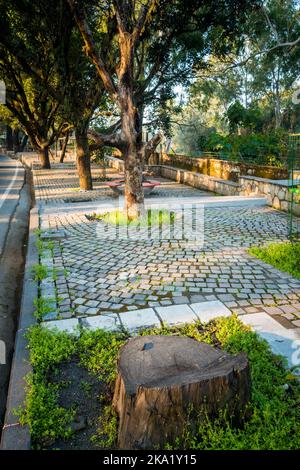 Deforestation cut tree ; dehradun ; uttarakhand ; India ; asia Stock ...