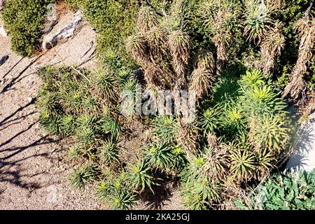 Toxic poodle-dog bush (Eriodictyon parryi) on the Pacific Crest Trail ...