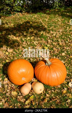 Winter squashes and pumpkins Cucurbita moschata varieties outdoor ...
