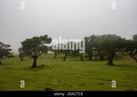 Posto Florestal Fanal on foggy day Stock Photo - Alamy