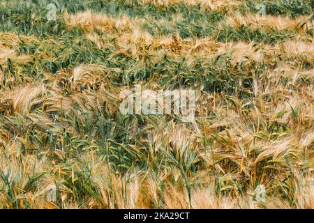 Acres of grain triticale growing on cultivated field Stock Photo - Alamy
