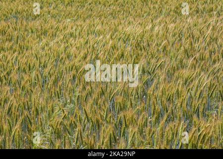 Acres of grain triticale growing on cultivated field Stock Photo - Alamy