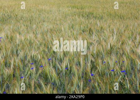 Acres of grain triticale growing on cultivated field Stock Photo - Alamy