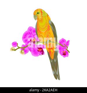 Sun Conure Parrot tropical bird natural and outline and silhouette on a ...