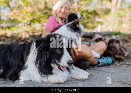 Dogs lying at the owner feet, resting during walk in forest Stock Photo ...